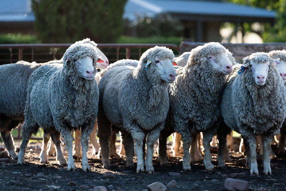 The Suttor family: custodians of the land - The Farmer Magazine