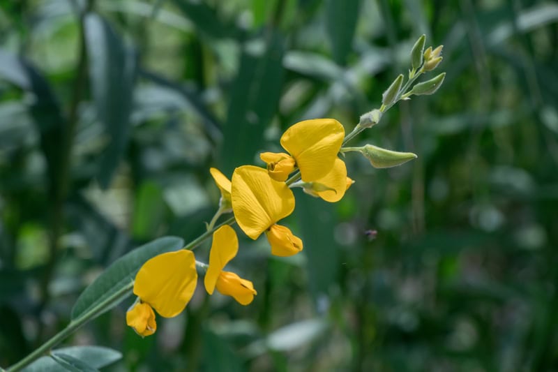 Shining a light on sunn hemp