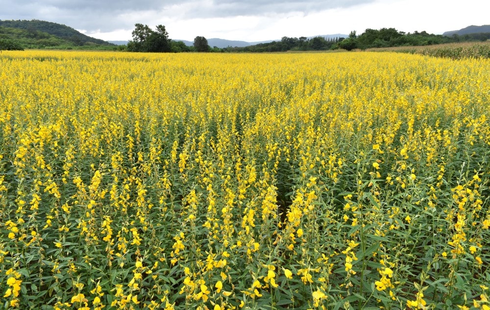 Shining a light on sunn hemp