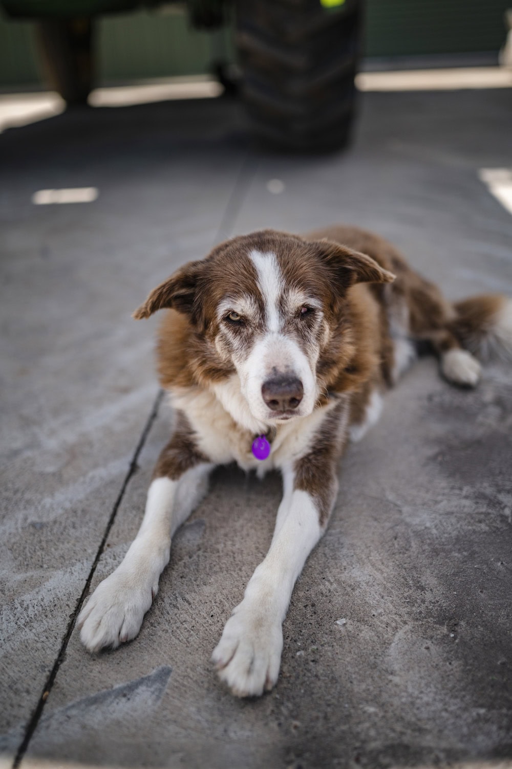 Farm dogs: Mr Bojangles from Wauchope - The Farmer Magazine