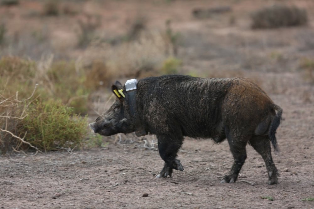 Feral pigs in the state election space