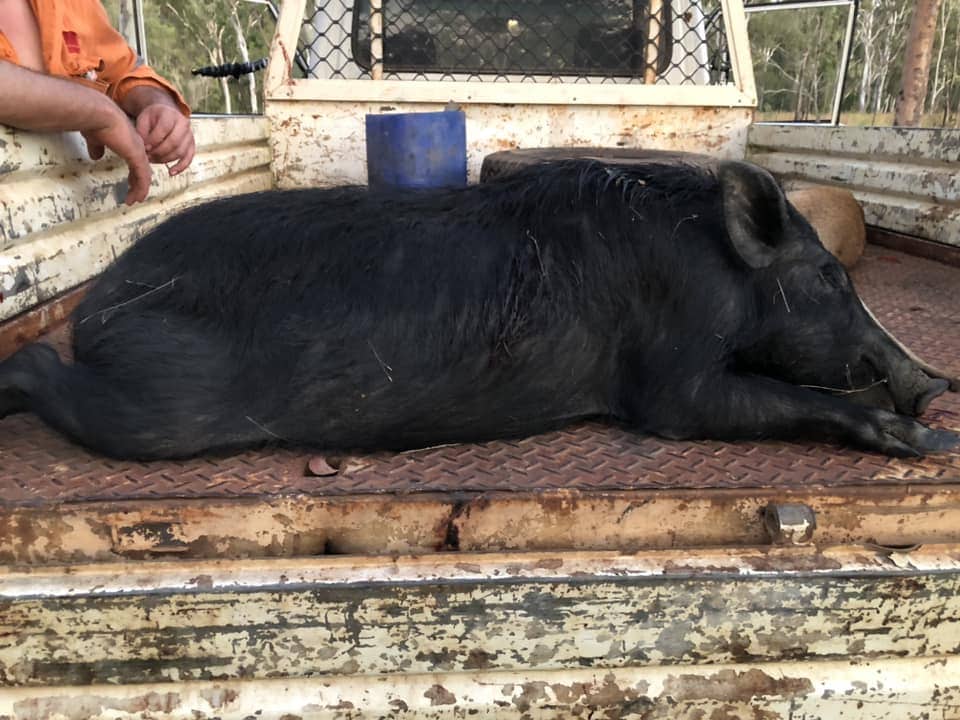 Feral pigs in the state election space