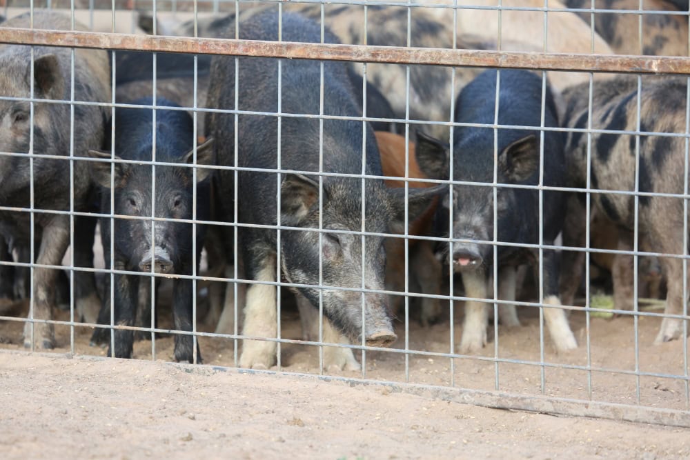 Feral pigs in the state election space