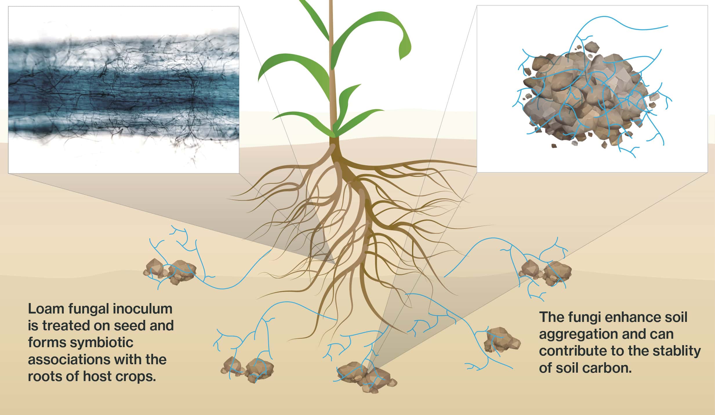 Building soil carbon in cropping systems just got easier
