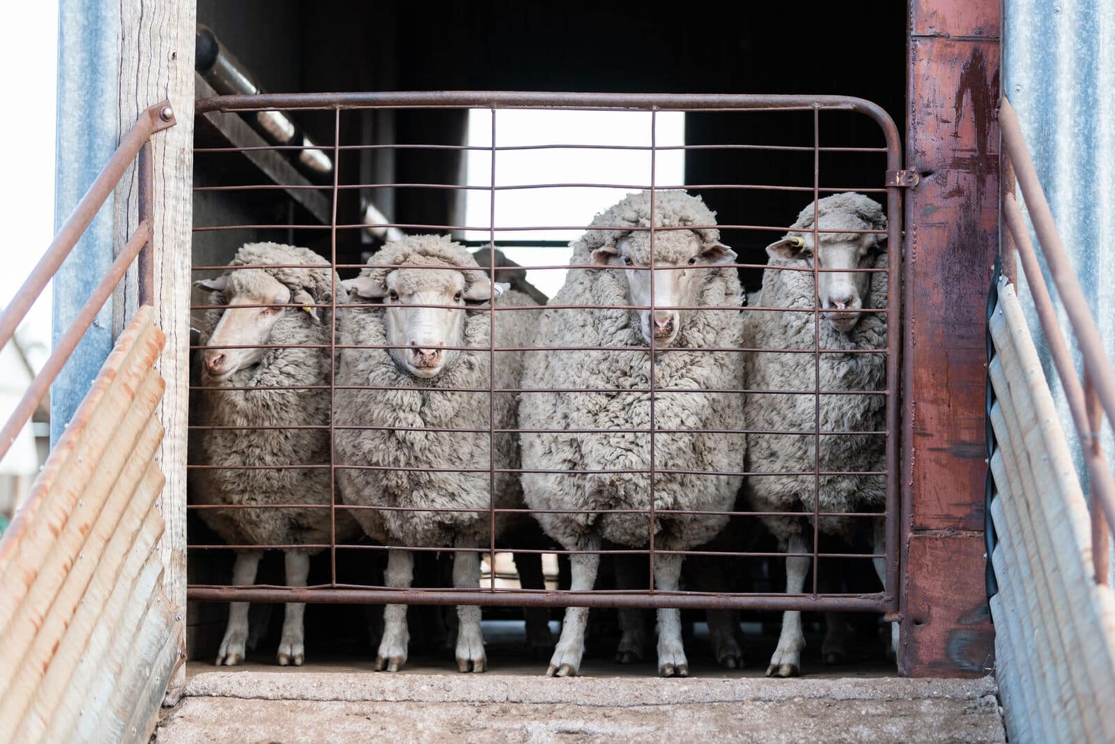 Gilgandra's champion wool classer