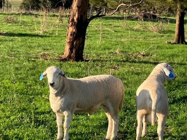 An open mind on shedding sheep - The Farmer Magazine