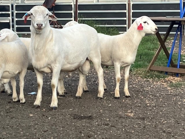 An open mind on shedding sheep - The Farmer Magazine