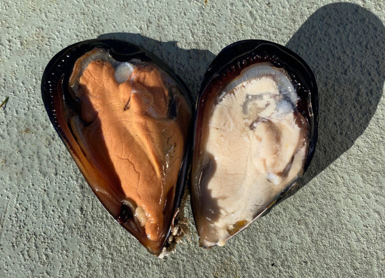 Developing mussels: spotlight on a unique NSW industry - The Farmer ...