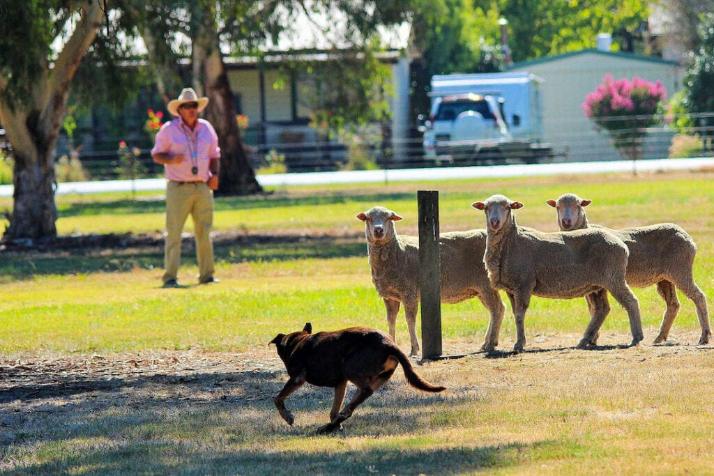 One man's farm dog school - The Farmer Magazine