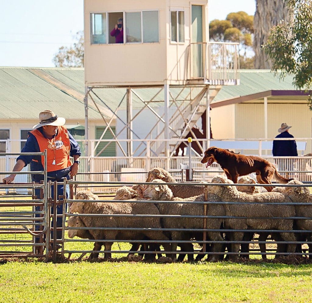 One man's farm dog school - The Farmer Magazine