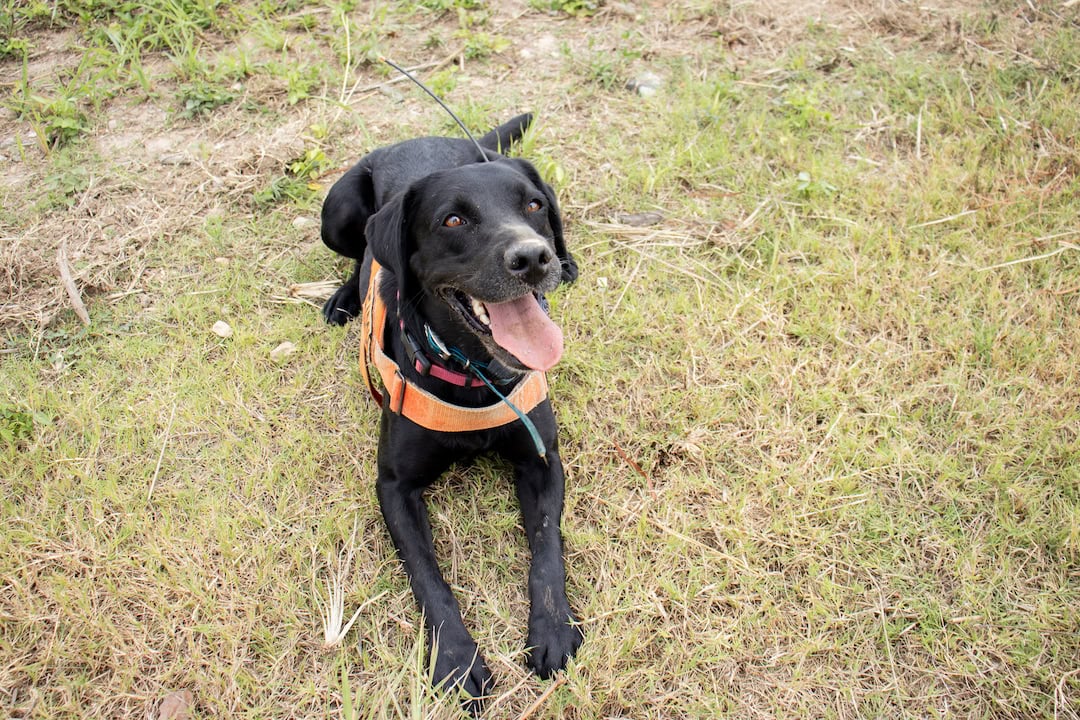 Detection Dogs fight the spread of Fire Ants - The Farmer Magazine