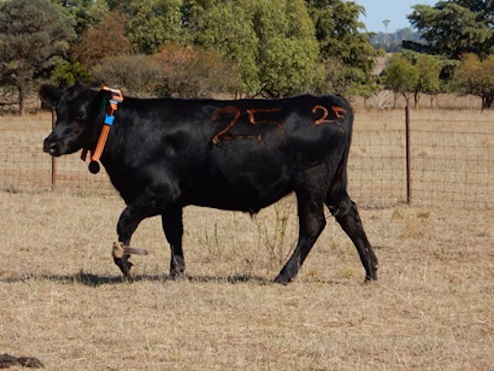 NSW Farmers urge State Government to allow access to virtual fencing ...
