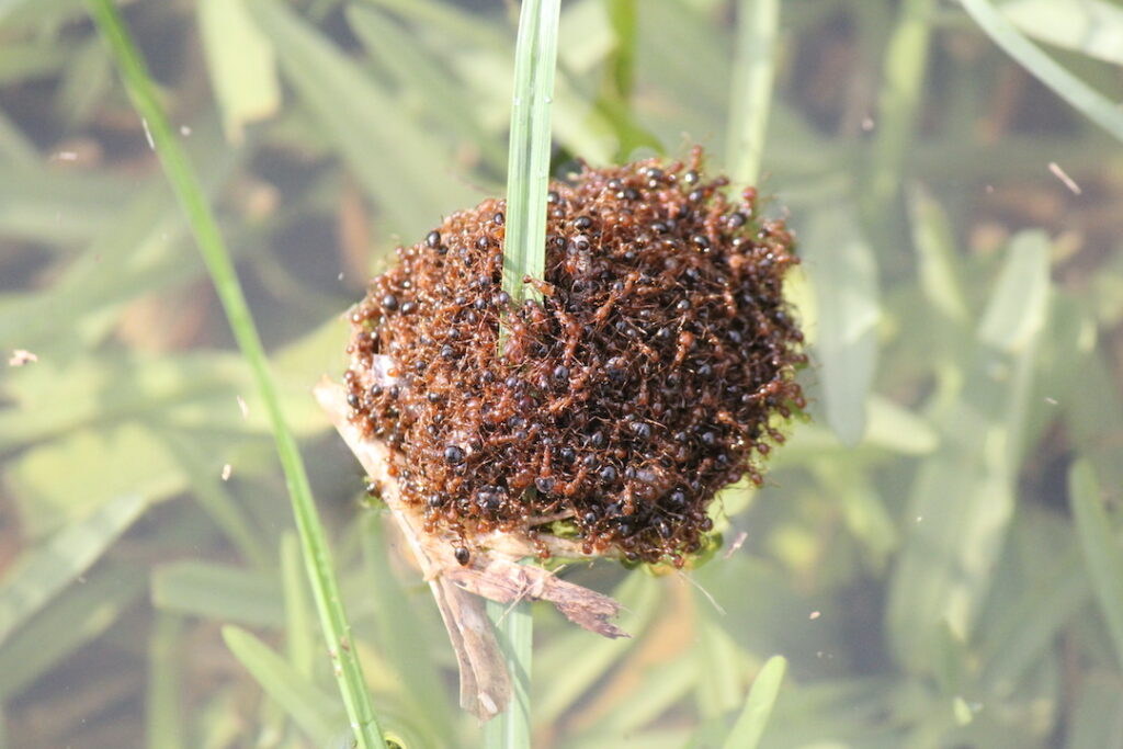 Fire ants spreading in NSW - The Farmer Magazine