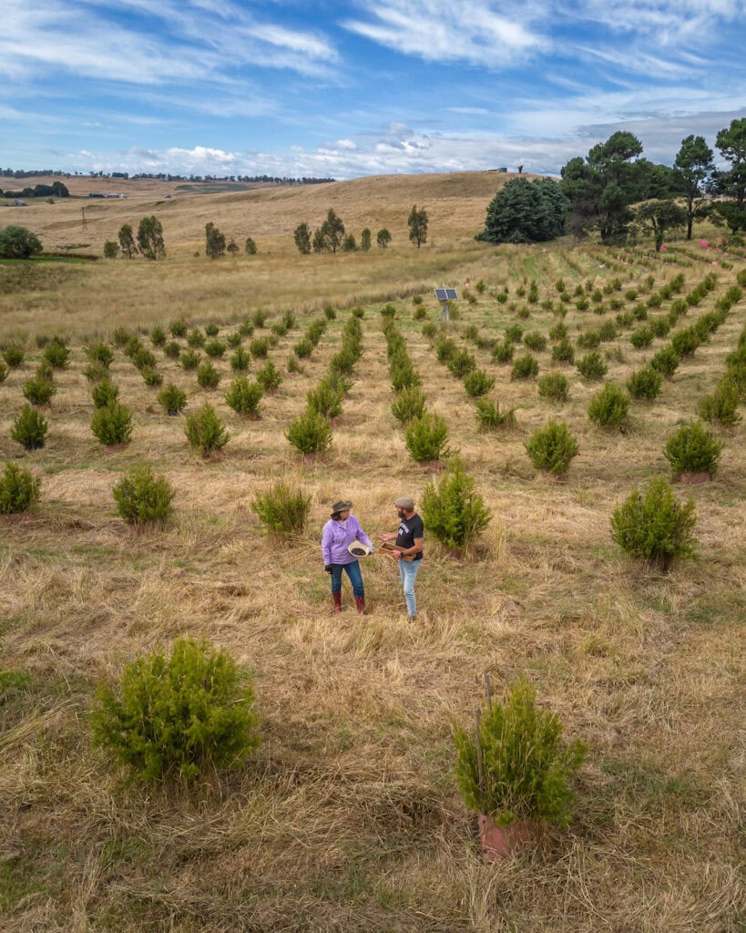 Jumping junipers! The future is bright for Australian-made gin - The ...