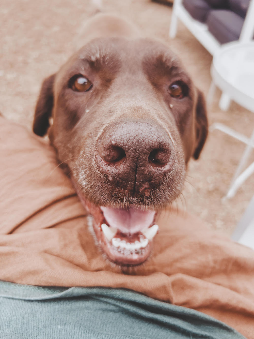 Farm Dogs: Kyah and Sena from Oberon - The Farmer Magazine