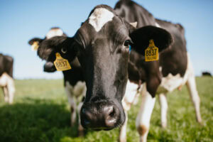 Little Big Dairy Co is a multi-generational affair - The Farmer Magazine