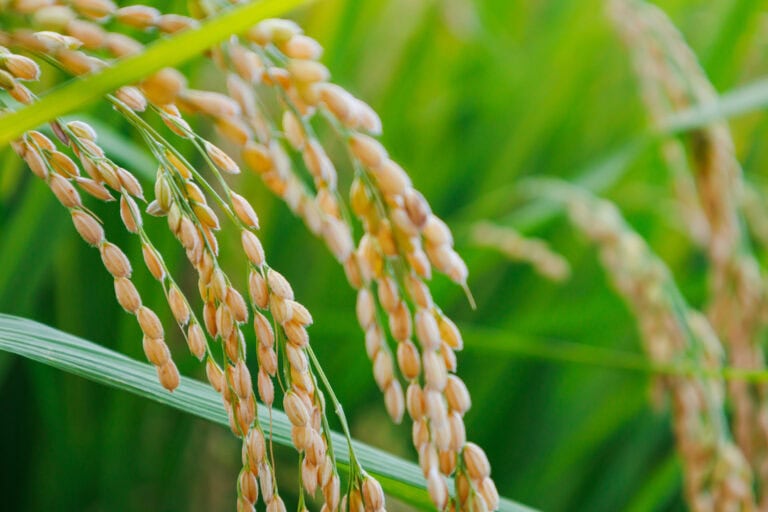 Destructive fungal disease strikes Northern River rice crops - The ...