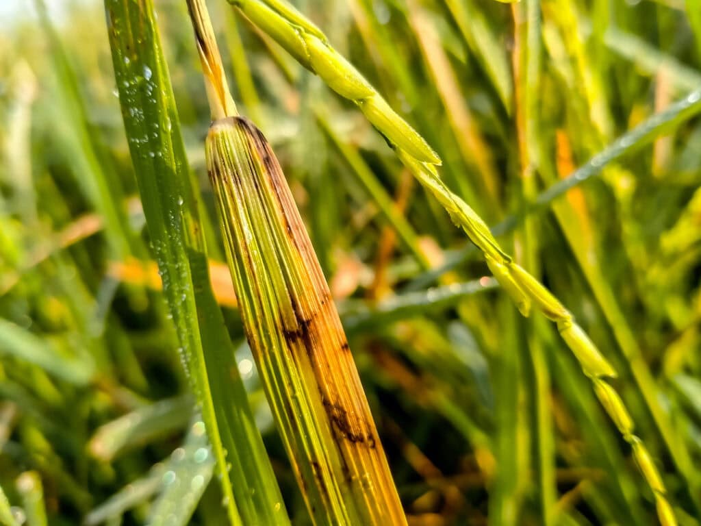 Destructive fungal disease strikes Northern River rice crops - The ...