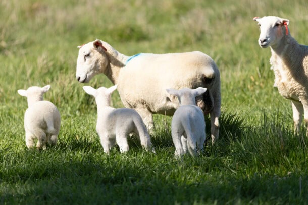 Premium lamb meat from LAMBPRO - The Farmer Magazine