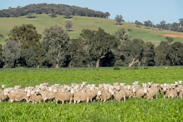 Premium lamb meat from LAMBPRO - The Farmer Magazine